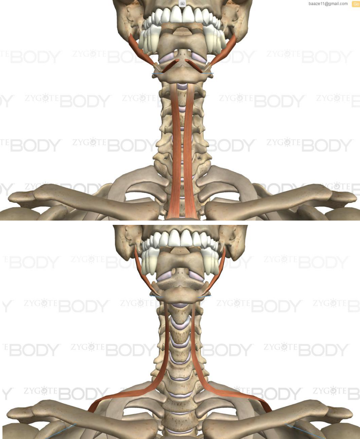 músculos hioides IMAGENS - Anatomia do Aparelho Locomotor