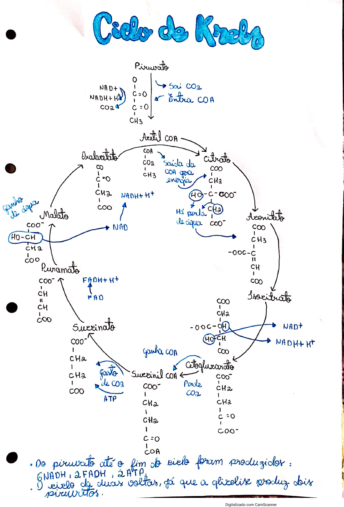 ciclo de Krebs - Fisiologia I