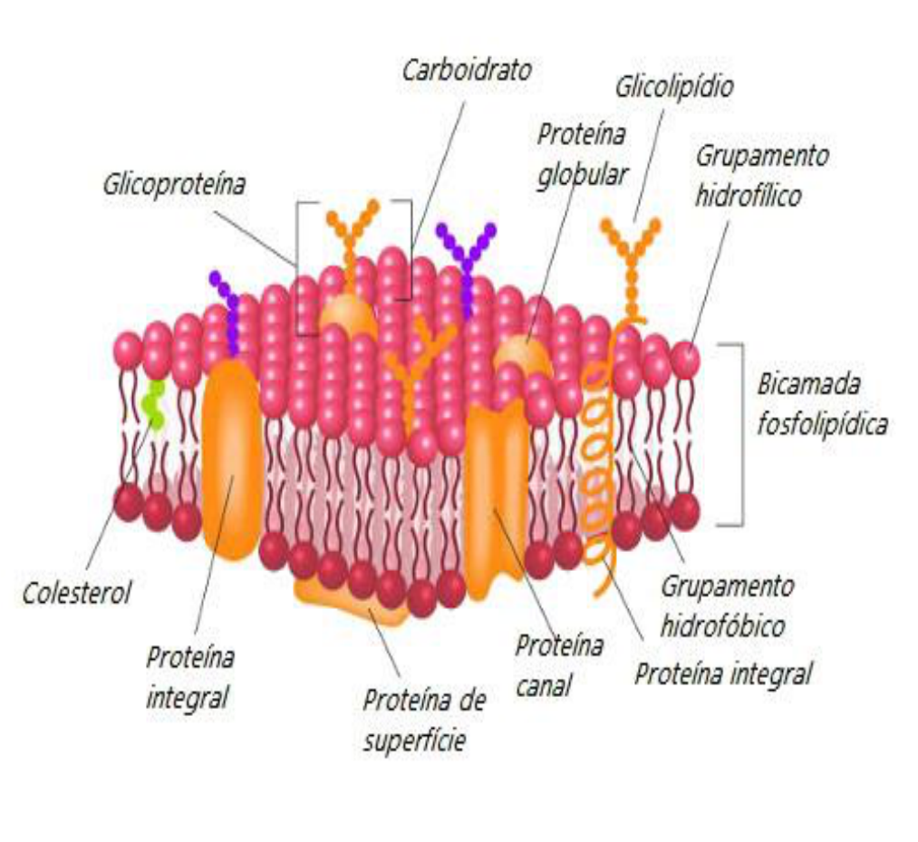 plasmatica - Biologia Celular