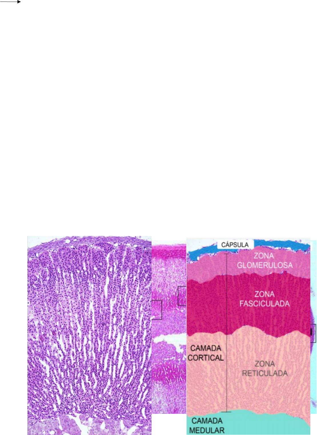 Histologia Da Zona Fasciculada Histología Del Sistema Endocrino