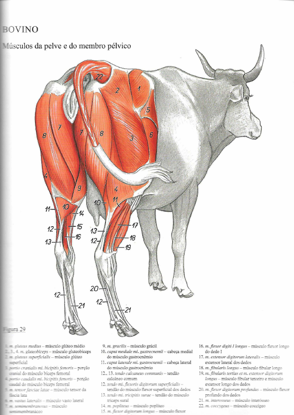 Miologia - Membro Pélvico Bovino - Anatomia Veterinária I