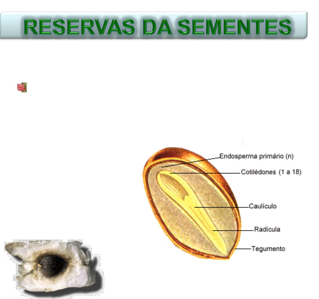 Endosperma Primario Histologia E Morfologia Das Angiospermas Ppt