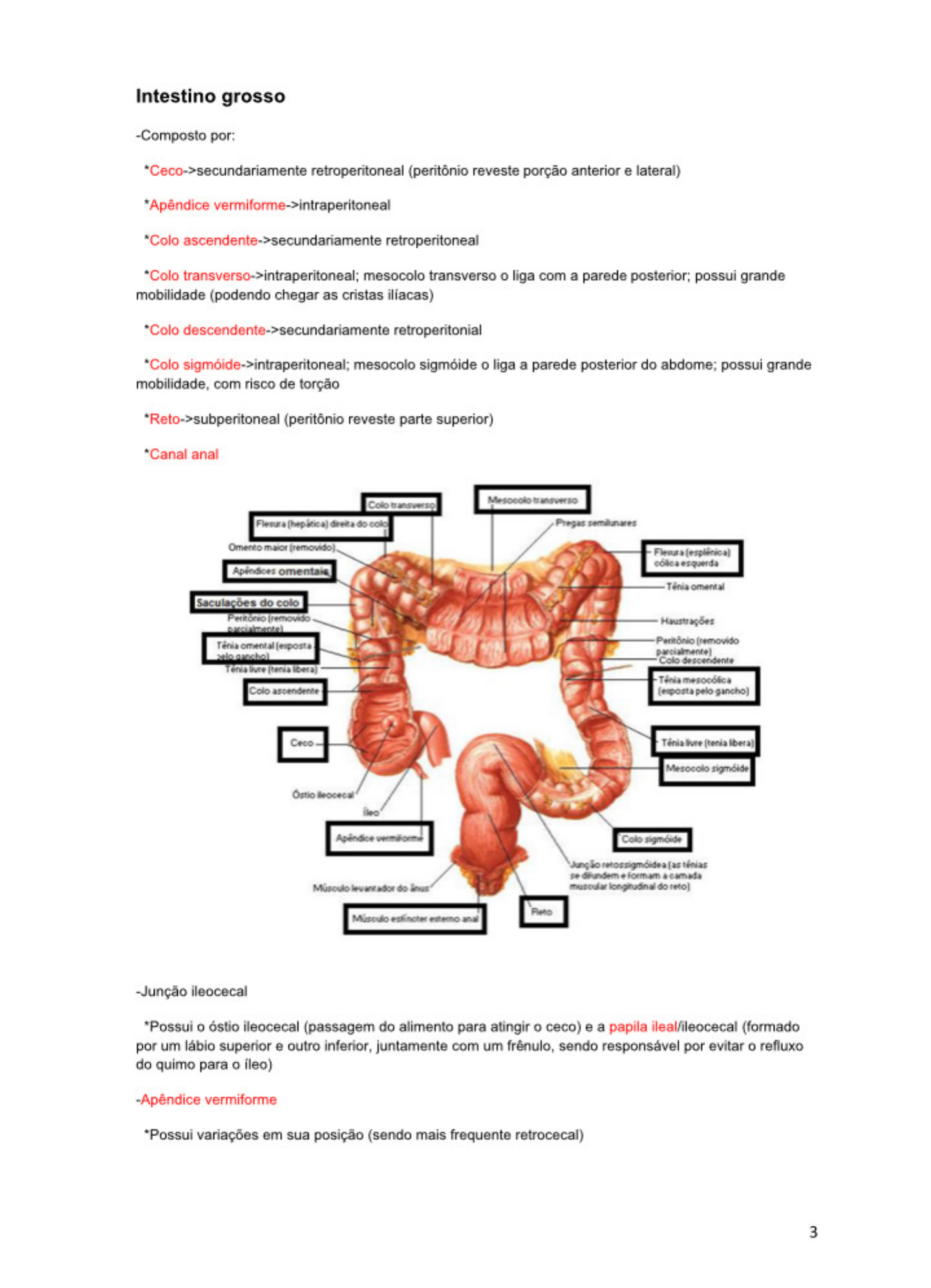 intestino delgado e grosso - Anatomia I