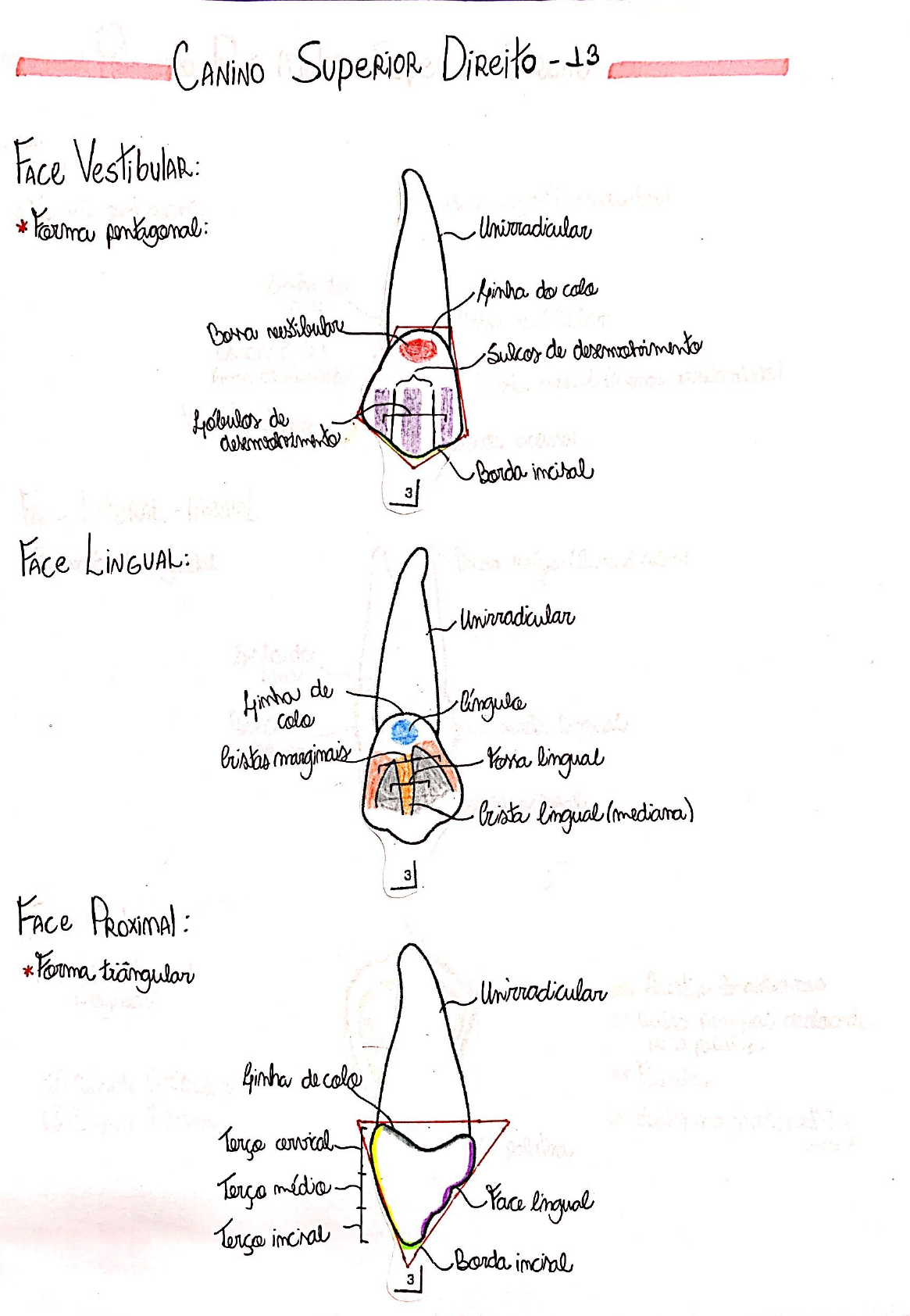 Anatomia Dental Em Desenho Anatomia E Escultura Dental
