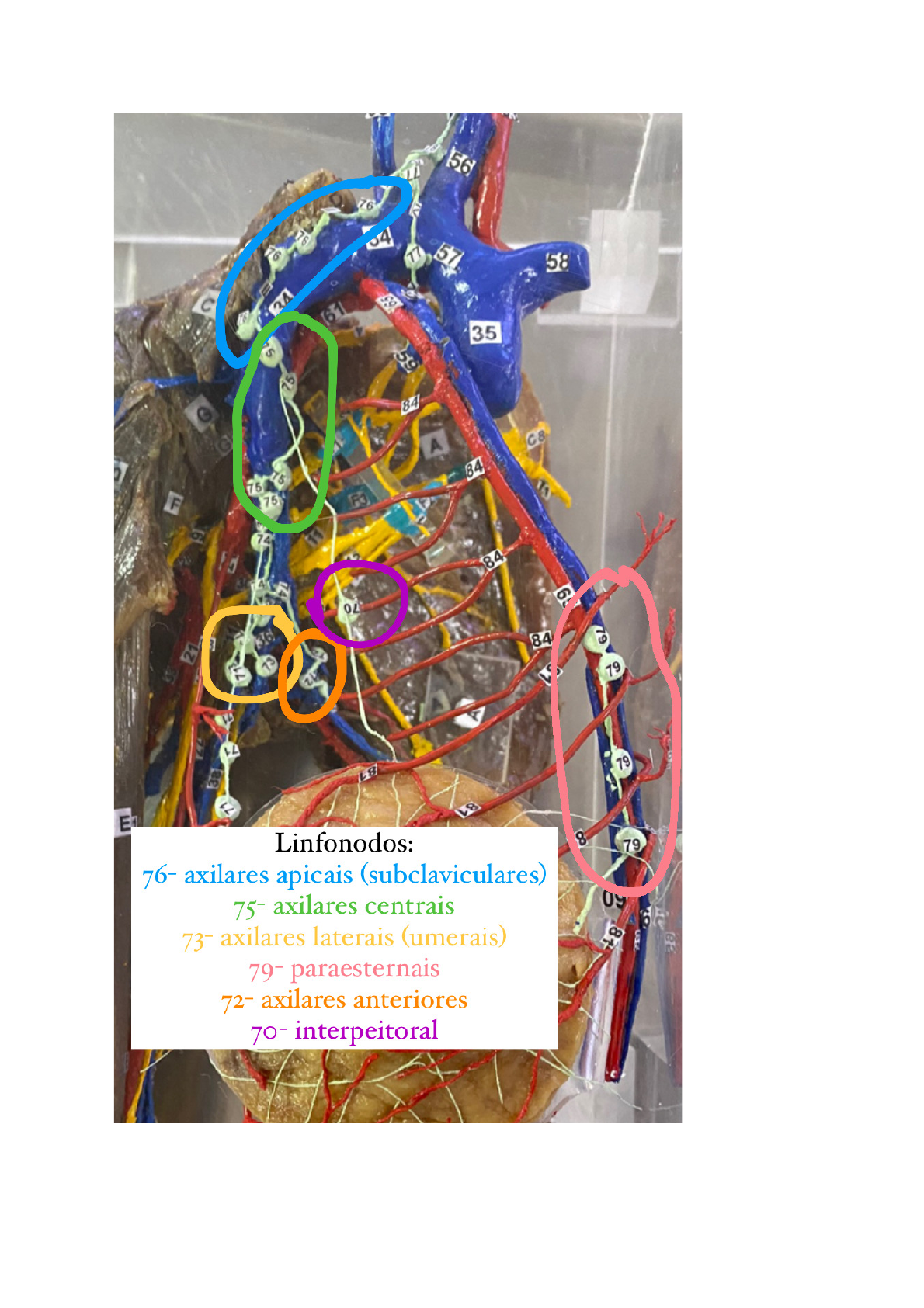 Anatomia M1E4 - Documentos Google - Anatomia Humana I