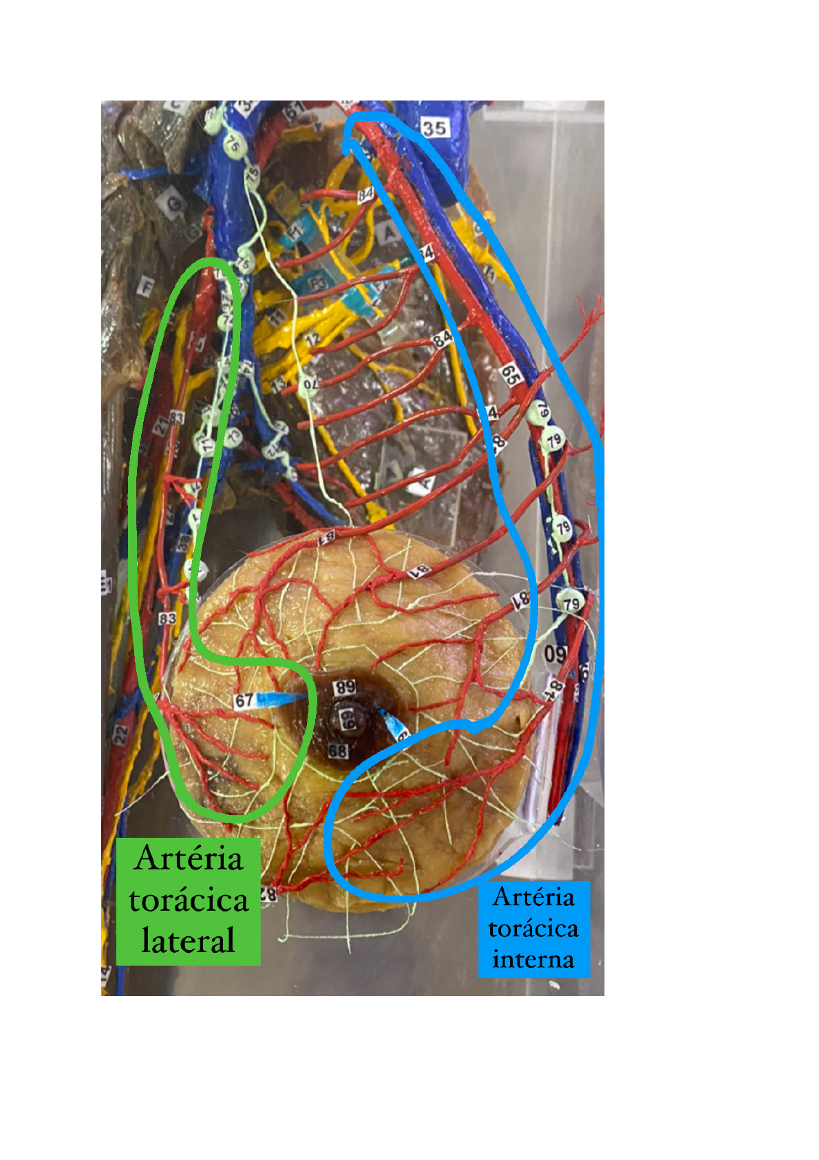 Anatomia M1E4 - Documentos Google - Anatomia Humana I
