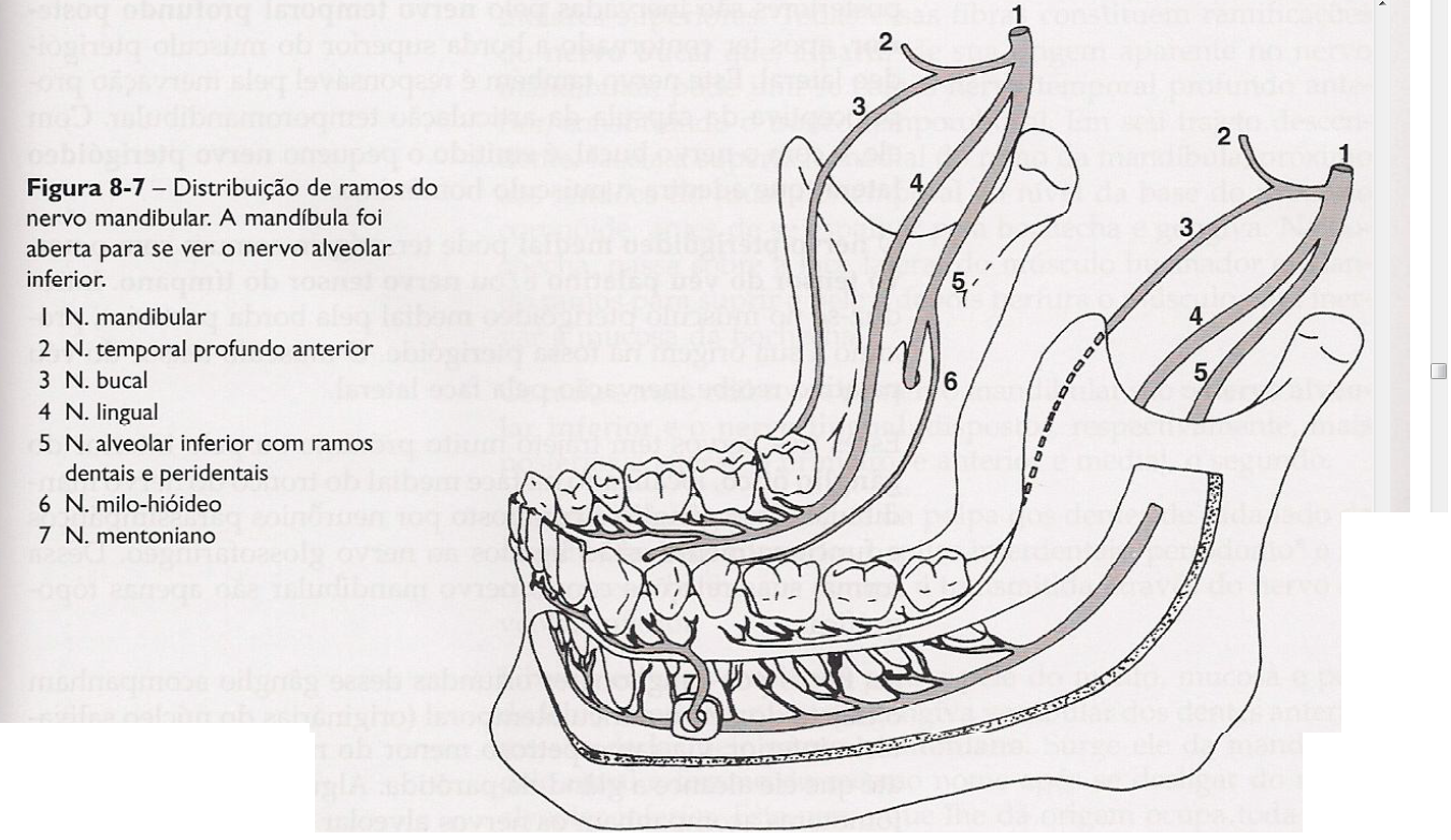distribuiçao de nervos da mandibula - Anatomia I