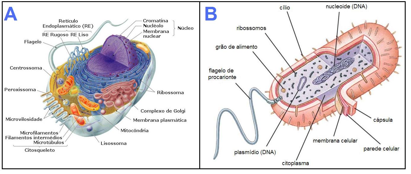 eucarioto e procarioto - Histologia I