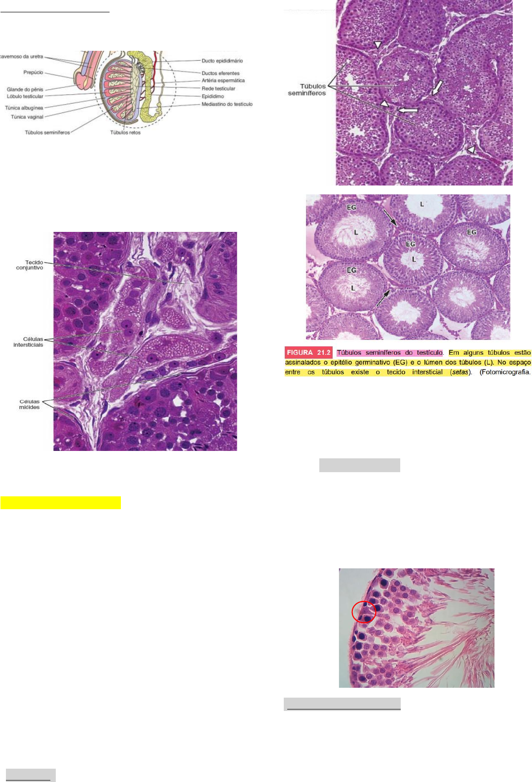 Histologia Do Ducto Epididimo SciELO Brasil Morfologia Do Escroto,