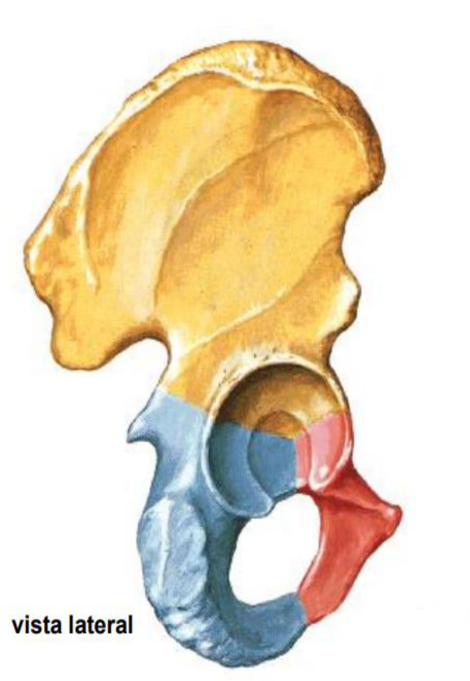 Osso Do Quadril Sem Rotulo