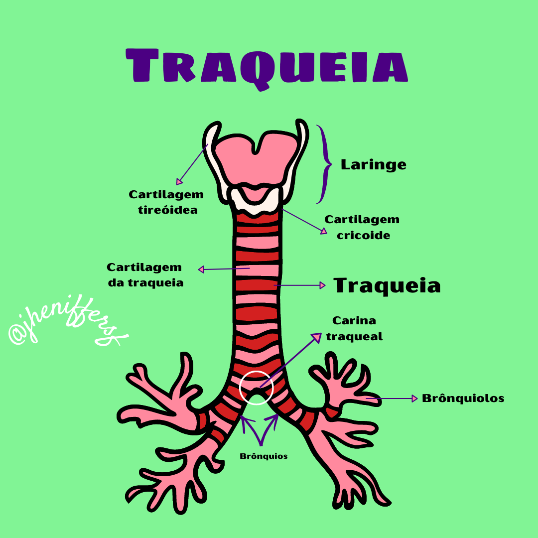 Anatomia Da Traqueia Esofago Anatomy Of The Larynx And Esophagus