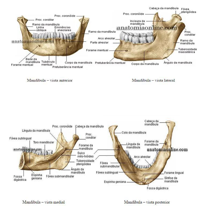 OSSOS DA FACE - Anatomia_miologia