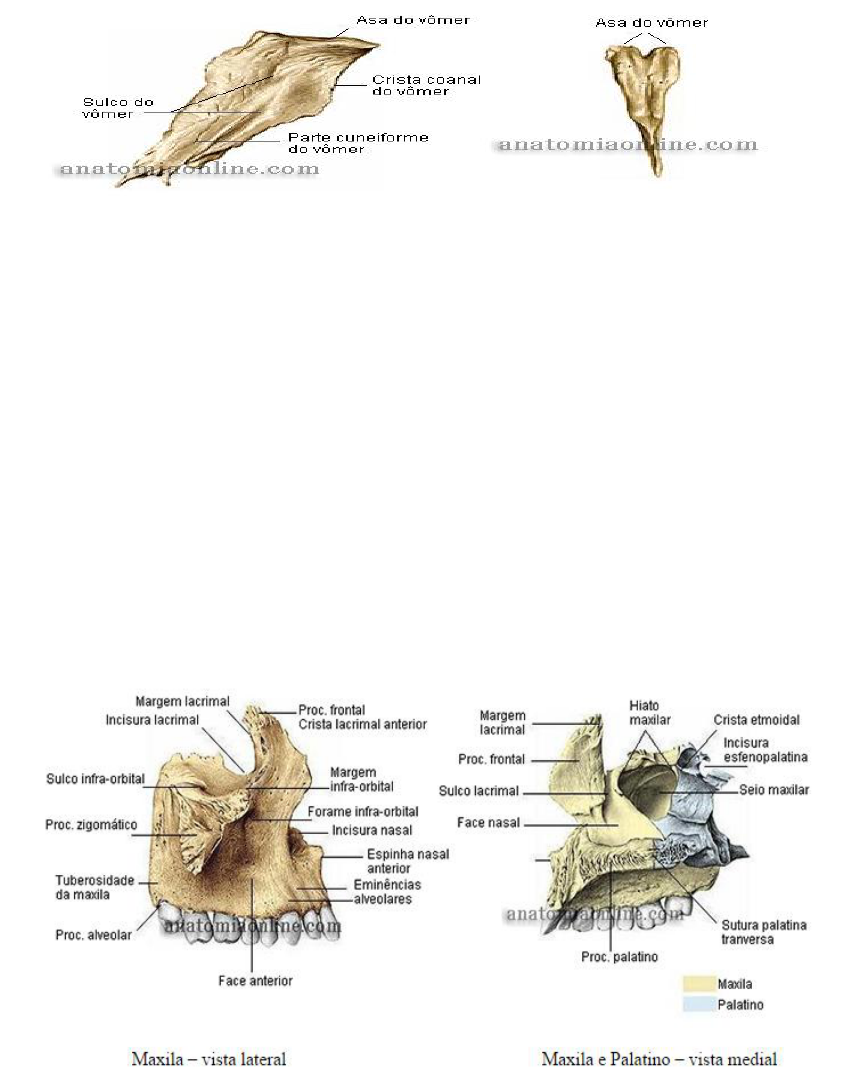 OSSOS DA FACE - Anatomia_miologia