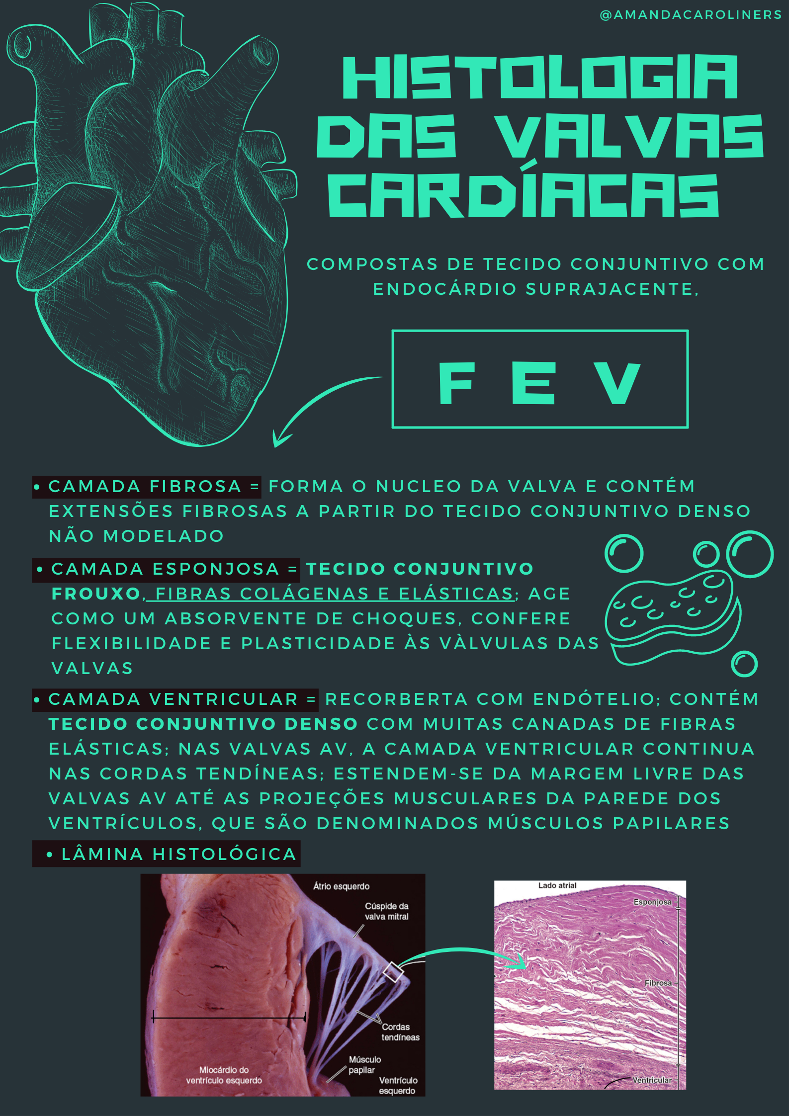 Histologia das Valvas Cardíacas - Histologia I
