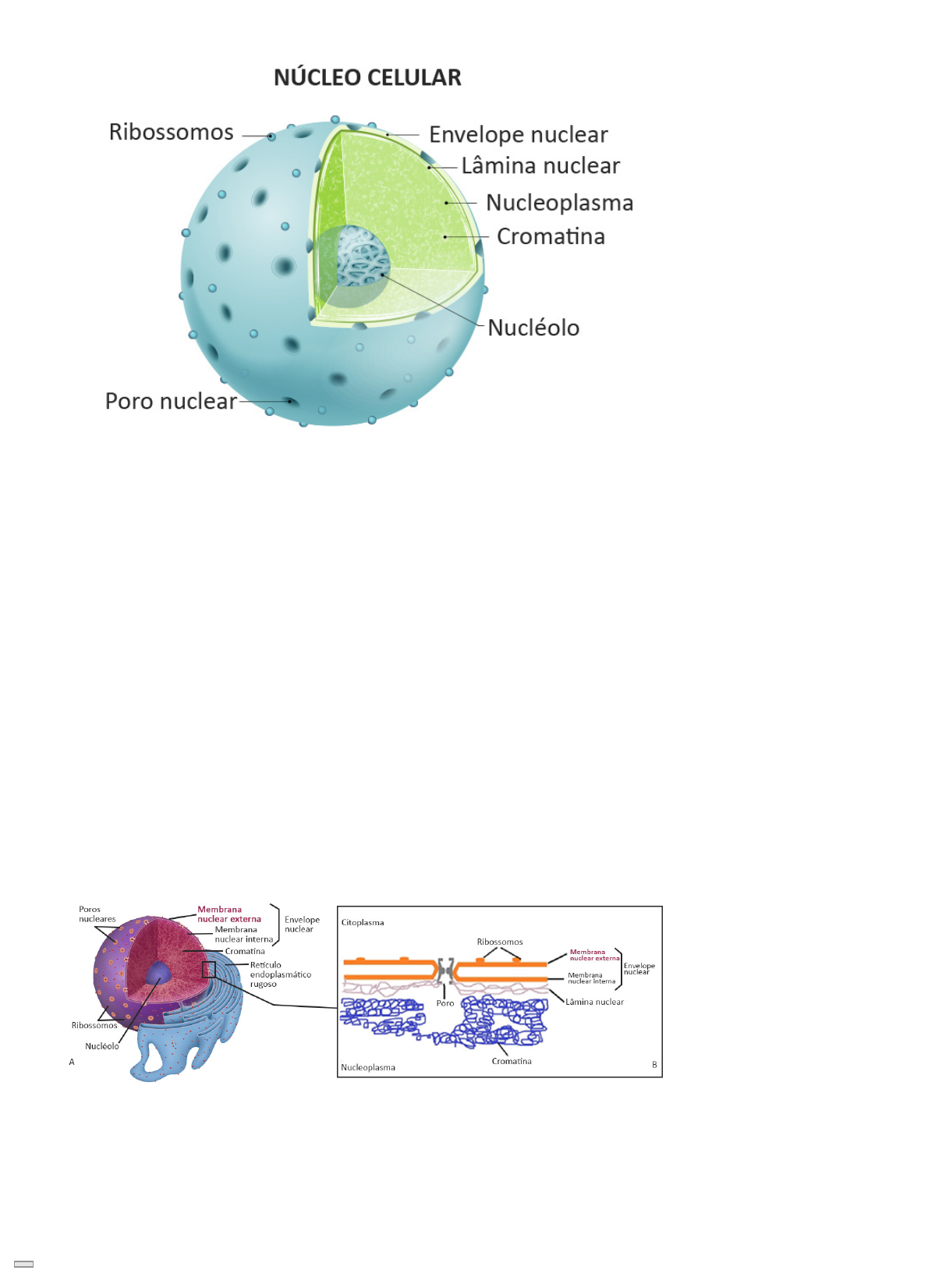Nucleoplasma O Que é TESTES DE NÚCLEO CELULAR (II) | Blog Do Prof.