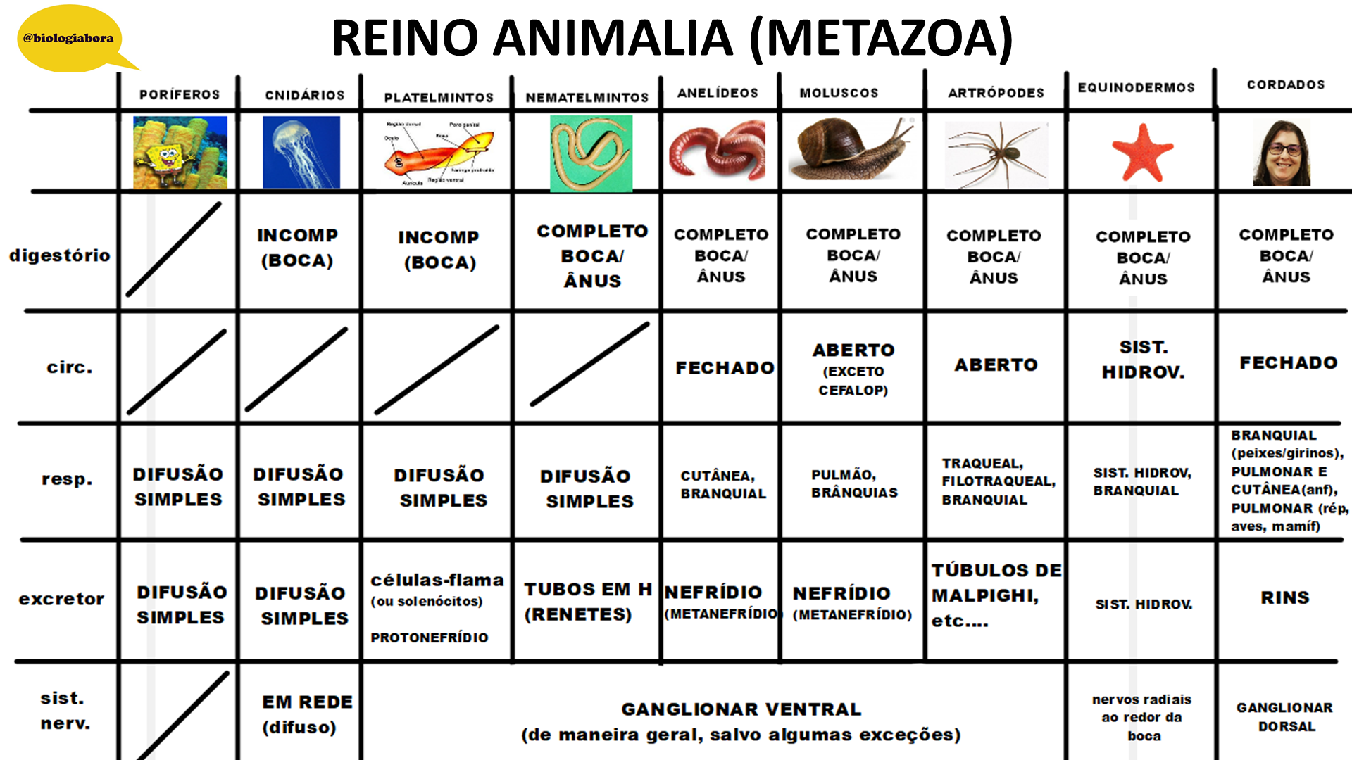 Tabela De Classificacao Do Reino Animal Para Criancas