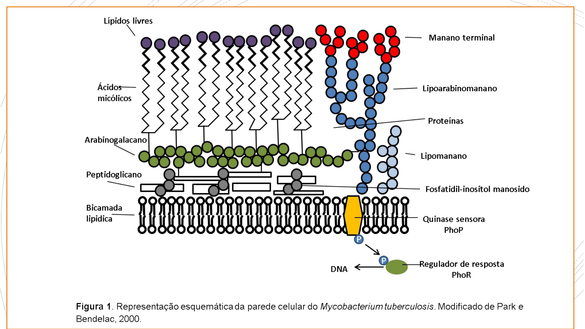 Estructura Celular De Las Micobacterias
