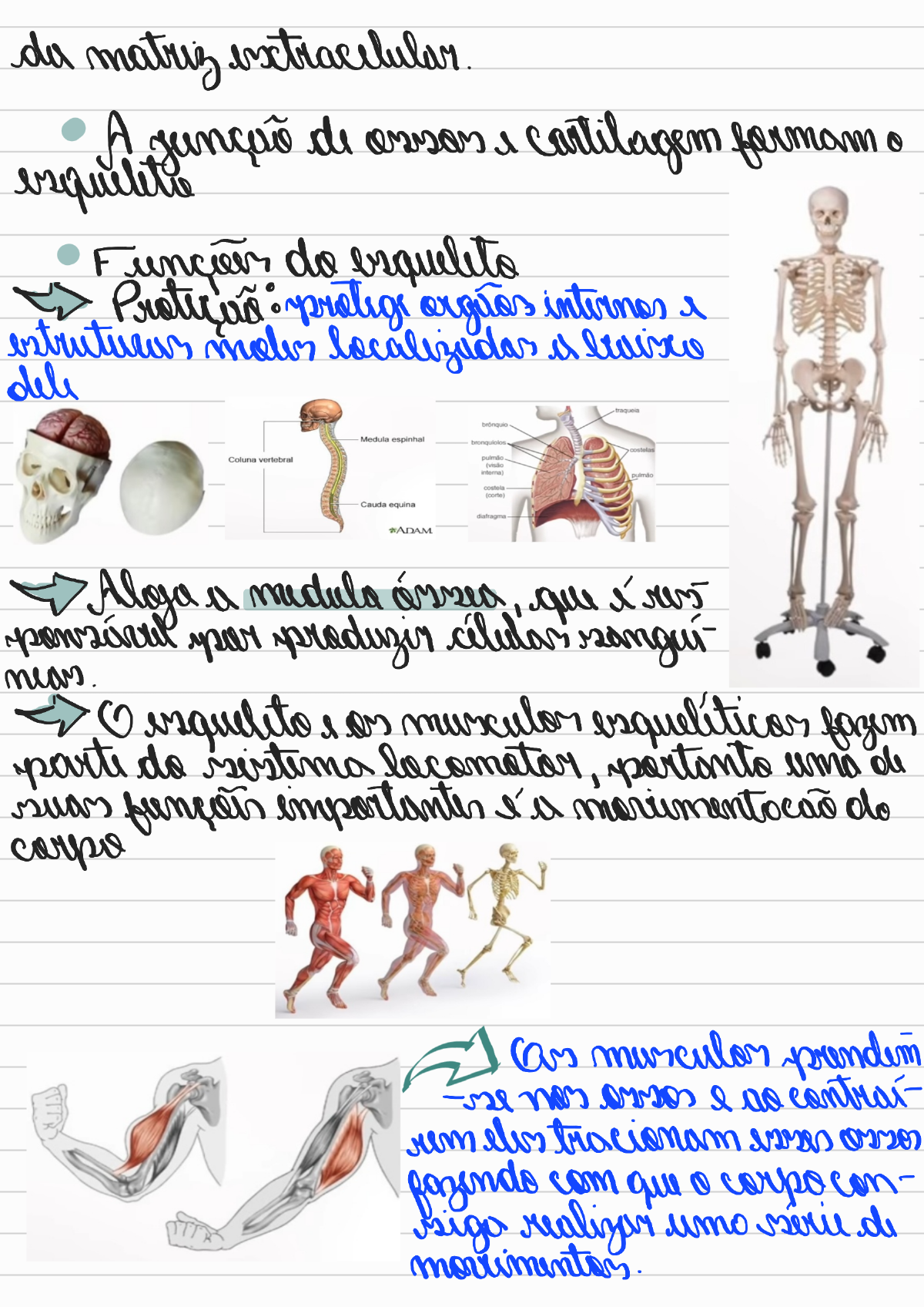 Sistema Esquelético - Introdução - Anatomia dos Sistemas Orgânicos Sistema Esquelético - Introdução - Anatomia dos Sistemas Orgânicos