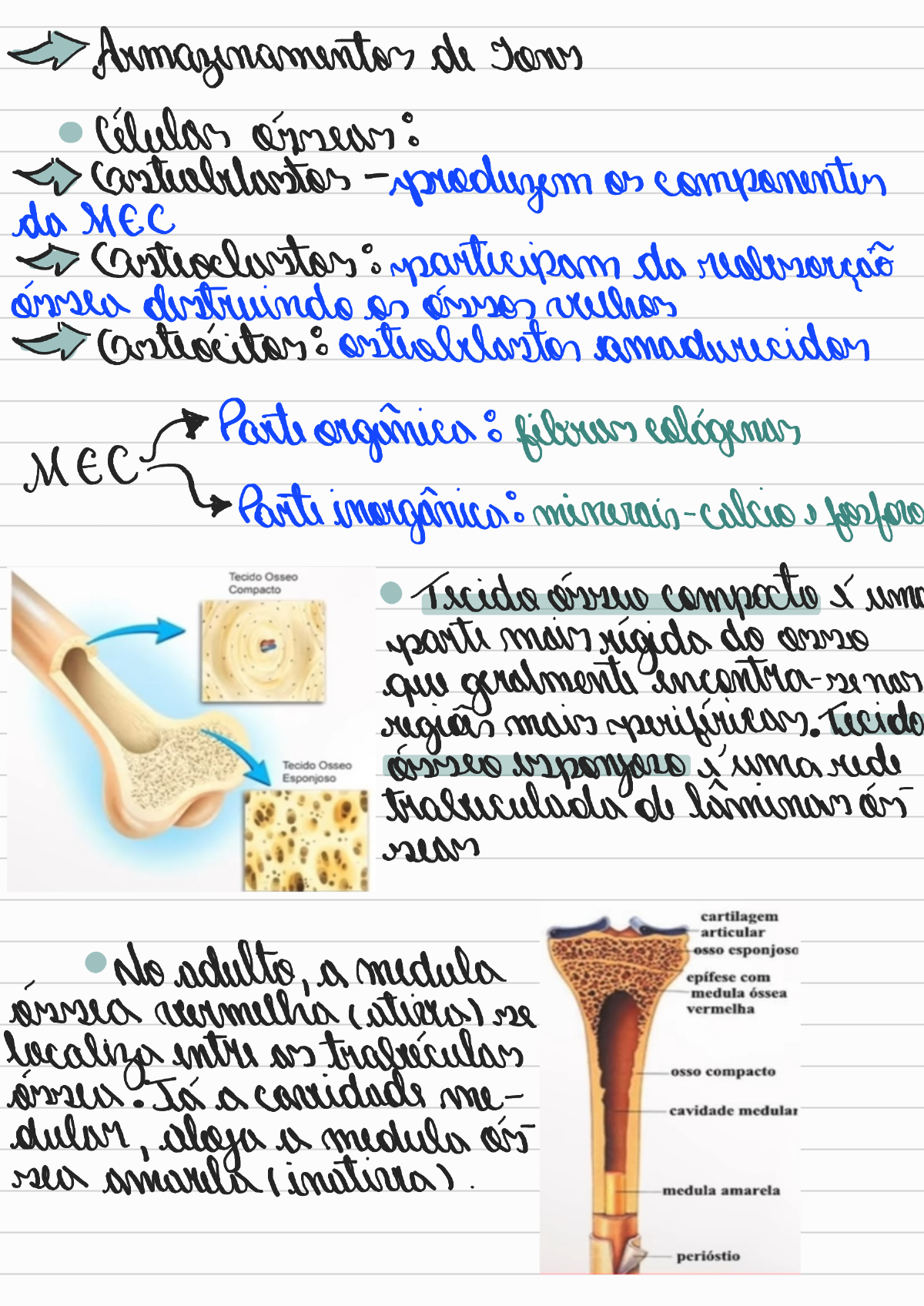 Sistema Esquelético - Introdução - Anatomia dos Sistemas Orgânicos Sistema Esquelético - Introdução - Anatomia dos Sistemas Orgânicos