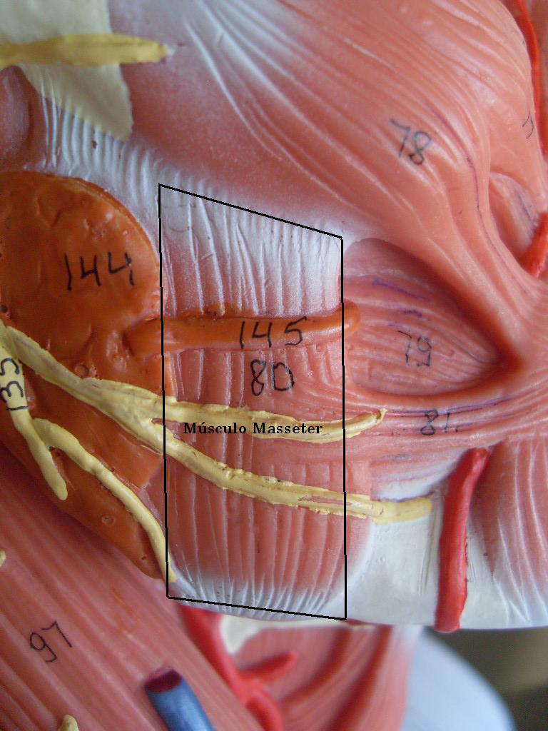 19 80 Músculo Masseter - Anatomia Humana I