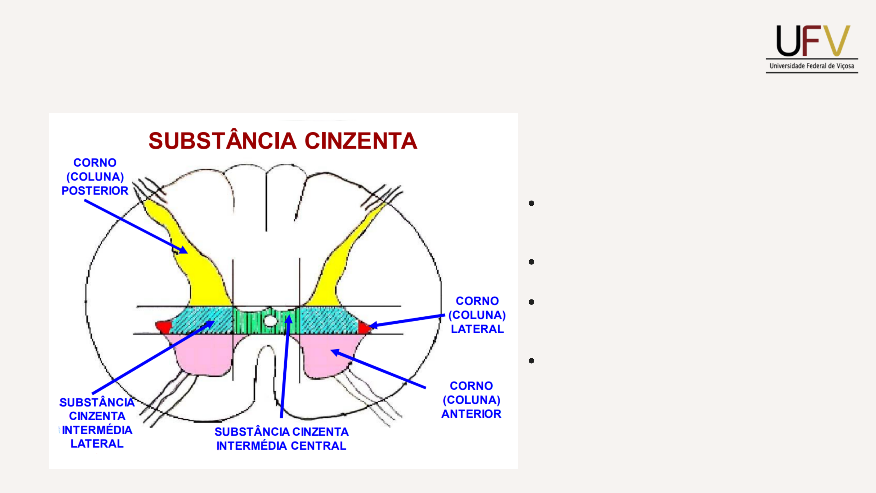 RESUMO COMPLETO sobre MEDULA ESPINHAL tratos, fascículos, núcleos ...