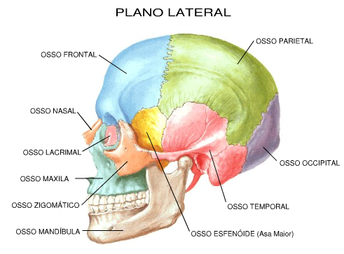 cranio ossos vista lateral com legenda - Ciências Morfofuncionais dos Sistemas Tegumentar ...