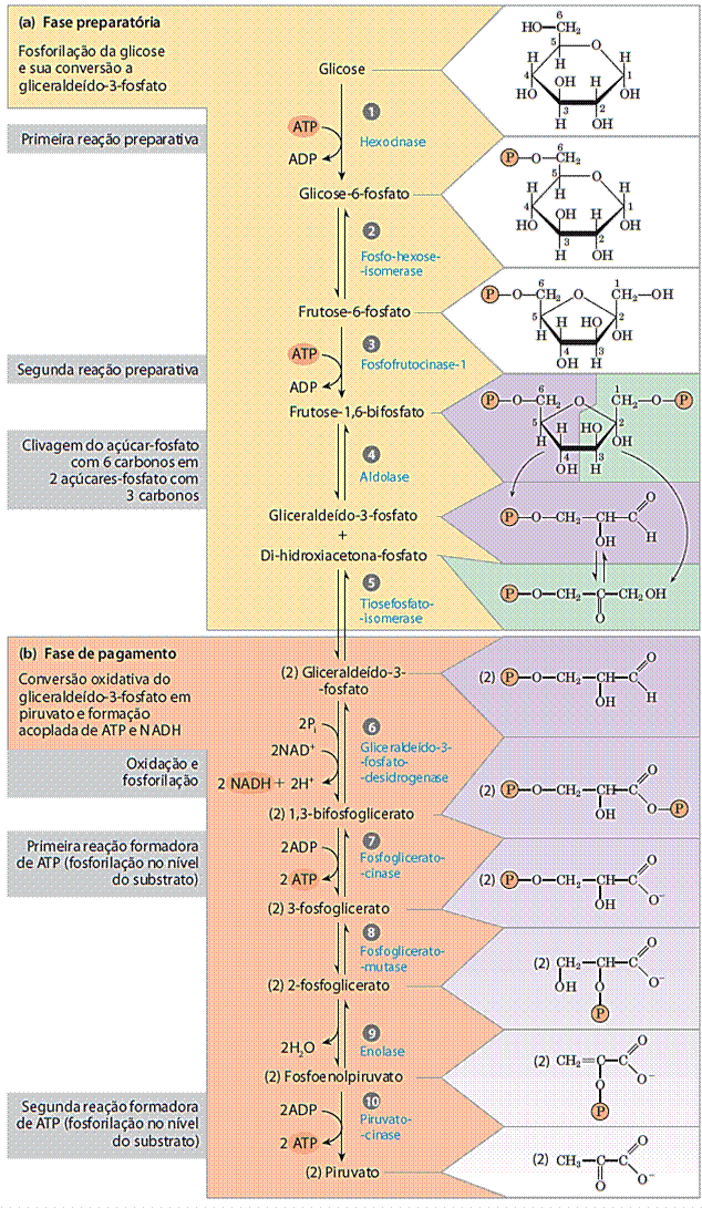 Etapas De Glicolise Com Enzimas Glucólisis: Funciones, Enzimas,