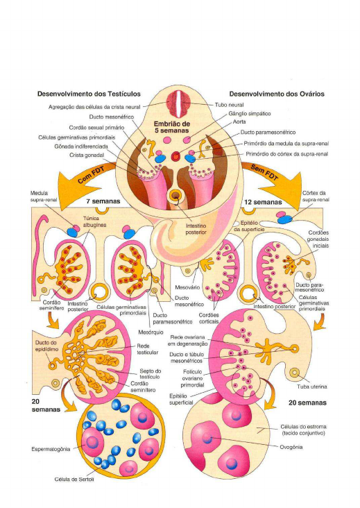 DESENVOLVIMENTO DO SISTEMA GENITAL - Morfologia II