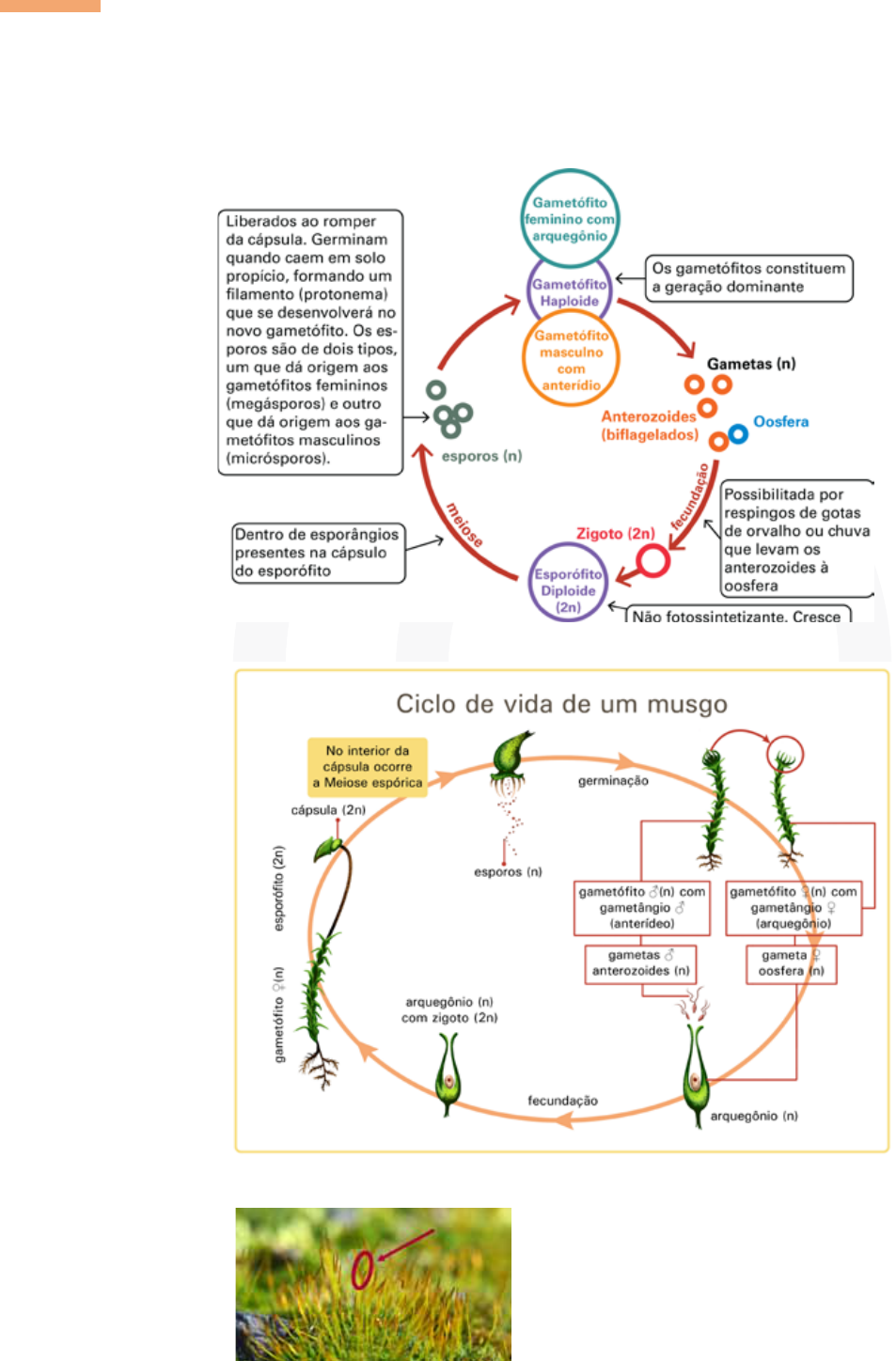Ciclo De Vida Da Gnetofita Conhecendo Biologia Vegetal Ciclo De Vida