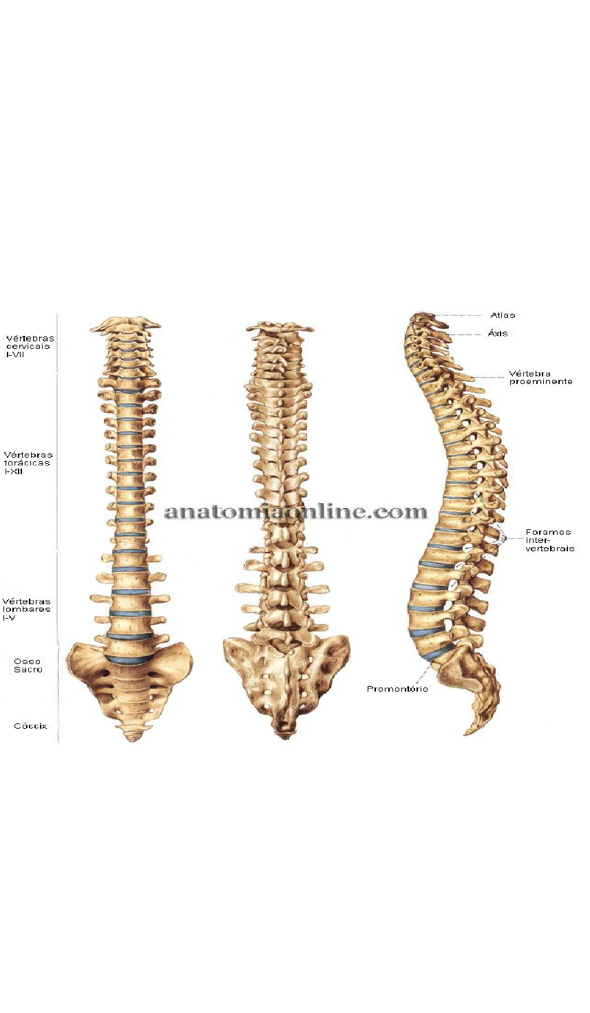 Ossos Das Vertebras Anatomia Aulas 5 E 6 OSSOS Caixa Torácica E
