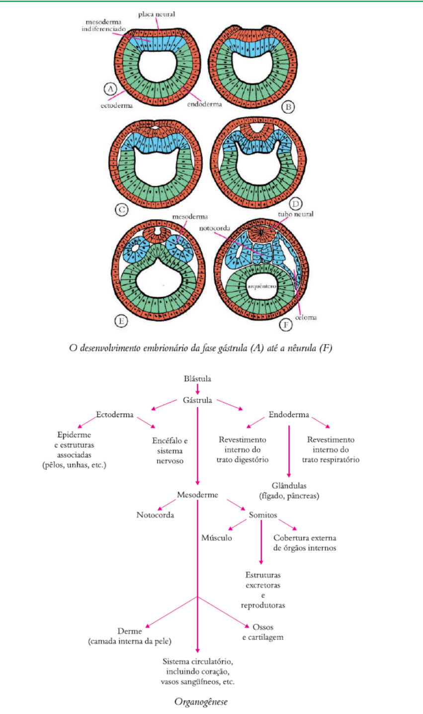 Resumo ilustrado embriologia - Clivagem - Embriologia