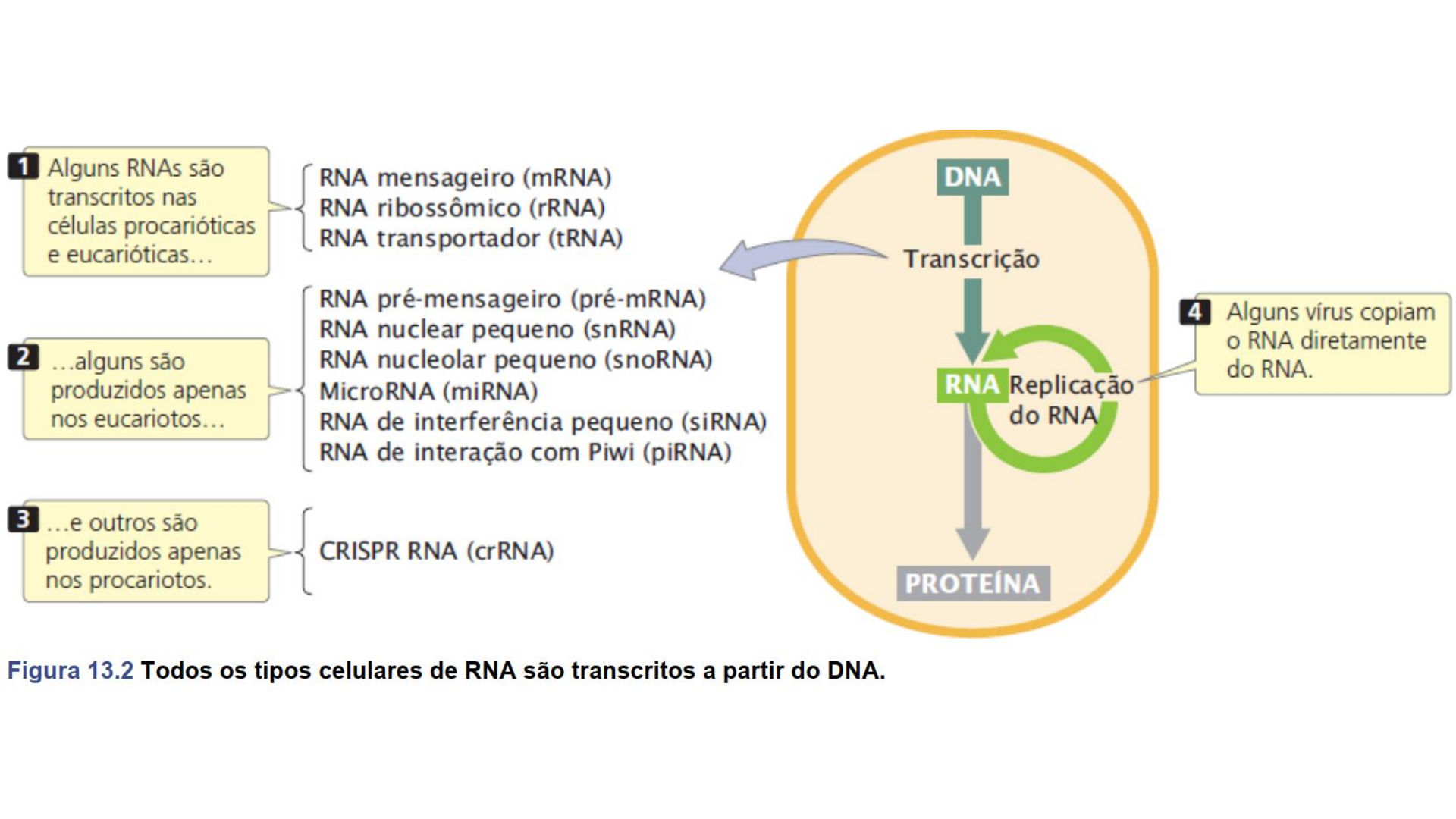 Diagrama De Rna Ribossomico Aula DNA Transcrio E Tipos De RNA